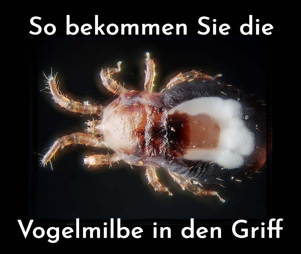 So verhindern oder bekämpfen Sie die Rote Vogelmilbe - Omlet Blog ...