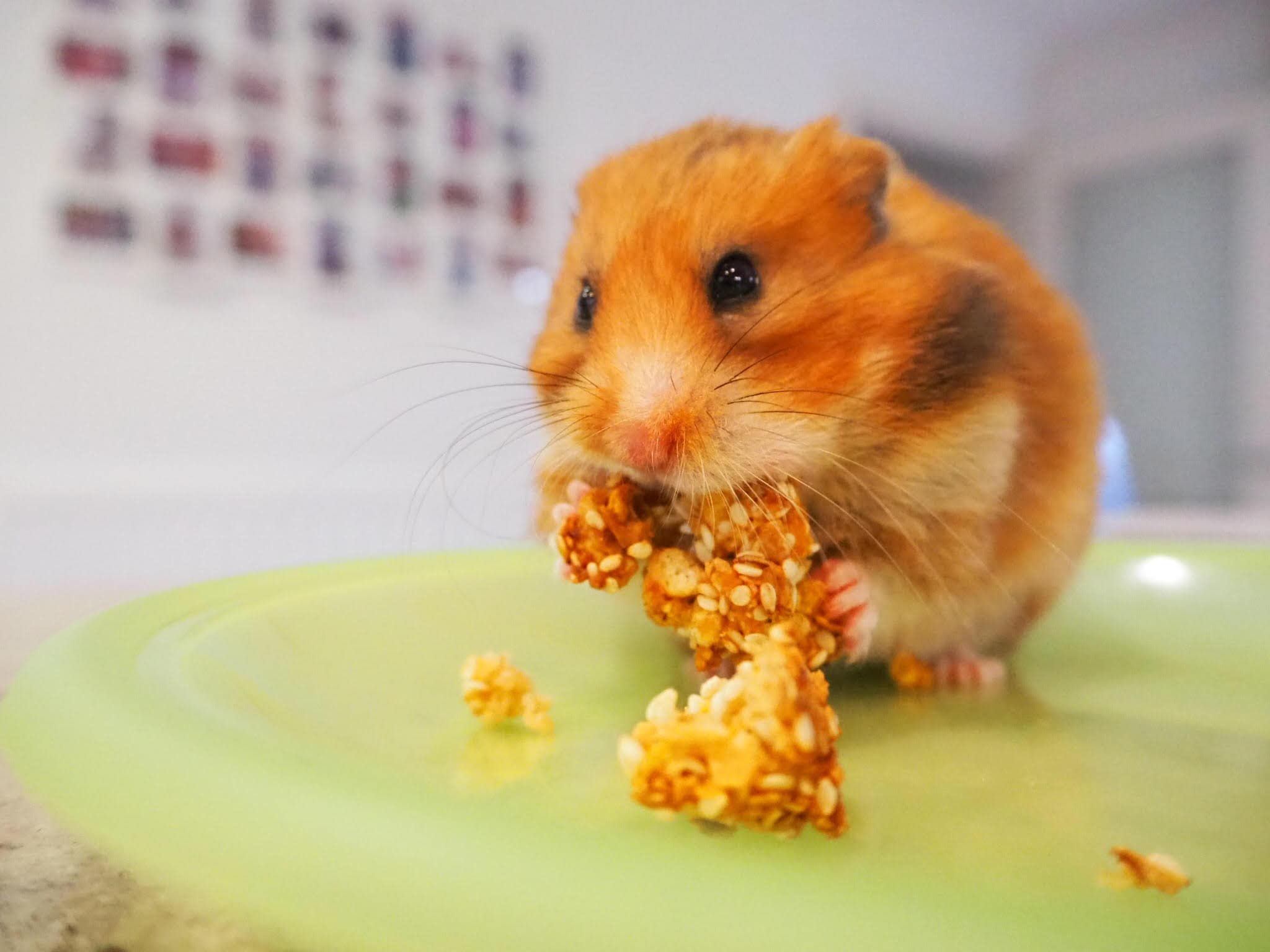 9 Dinge über Hamsterbacken, die du vielleicht noch nicht wusstest ...